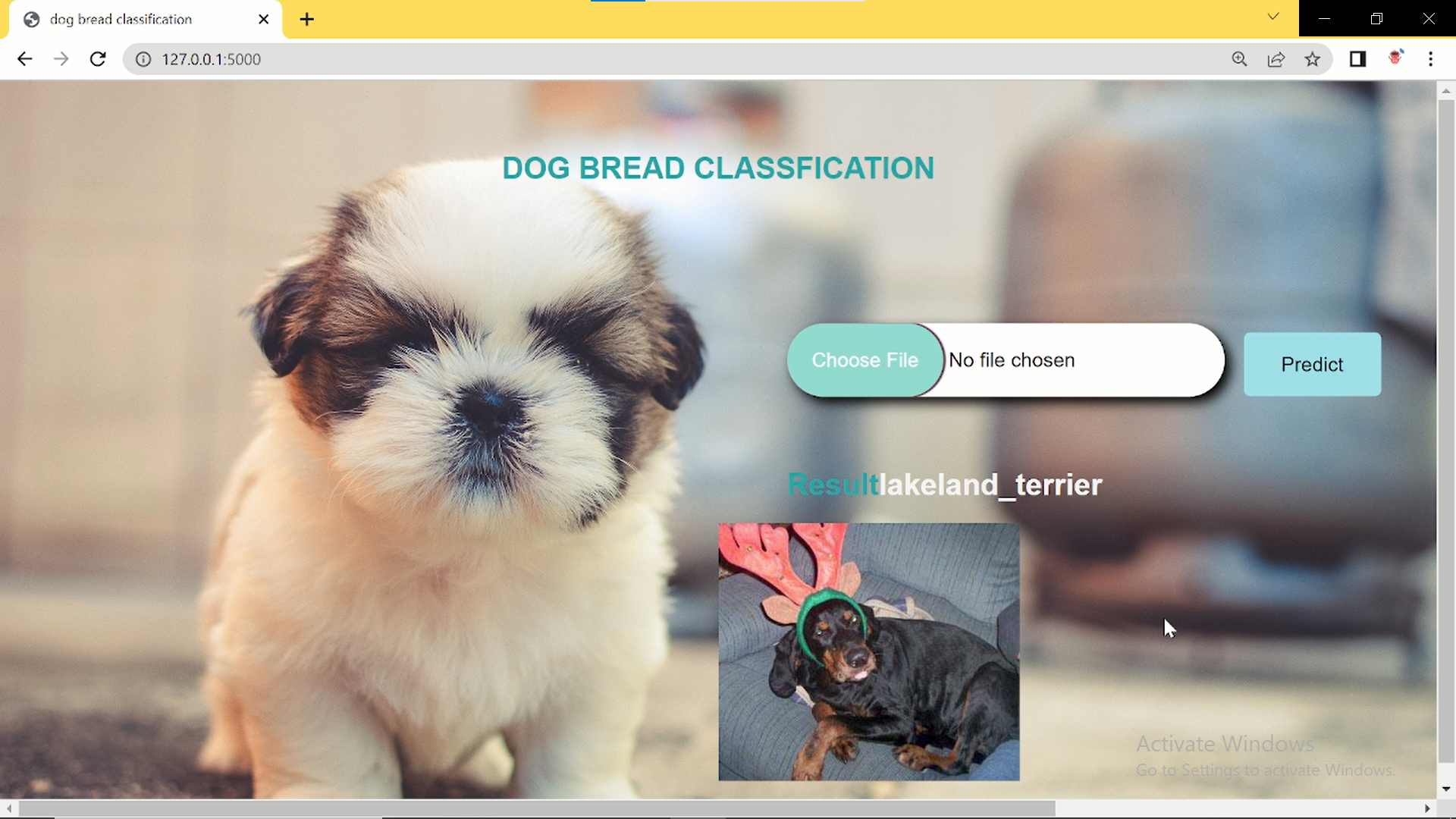 DOG BREED CLASSIFICATION Breakthrough Conventional Based Approach For ...